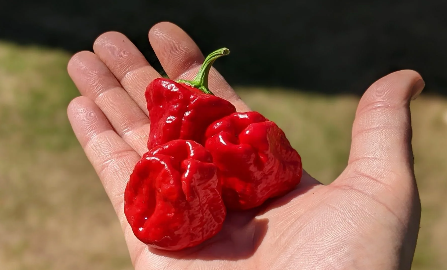 The Fiery Flavor of Scotch Bonnet: A Hot Pepper Guide - Daily Caller